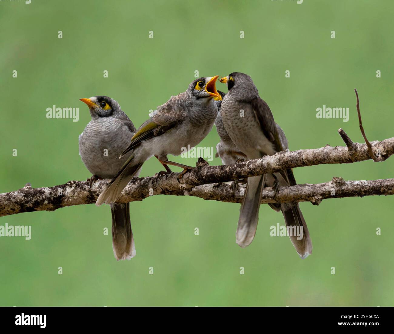 Juvenile Noisy Miner being fed (Manorina melanocephala), near Thargomindah, Queensland, QLD ...