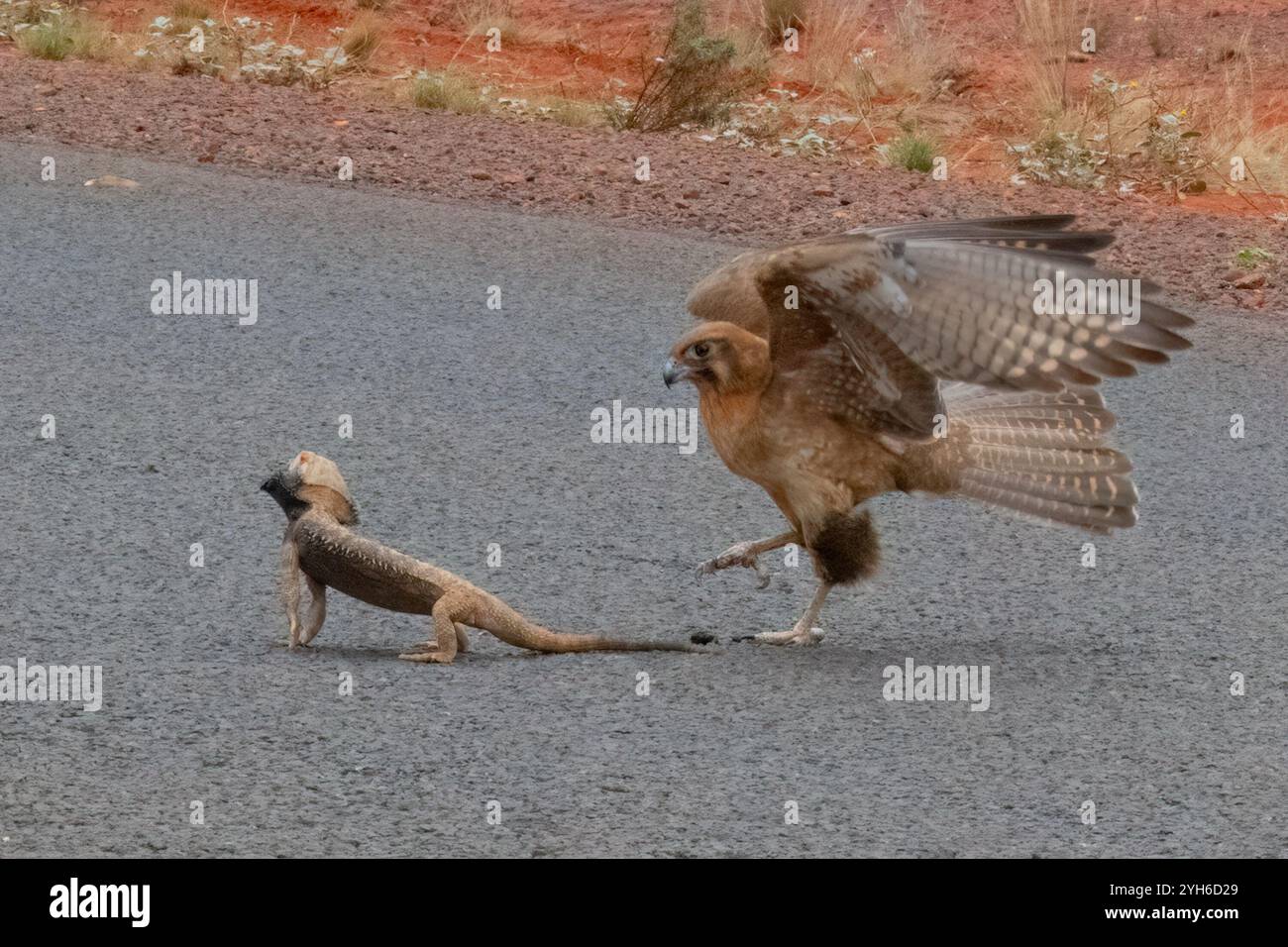 Falcon bird australia wildlife hi-res stock photography and images - Alamy