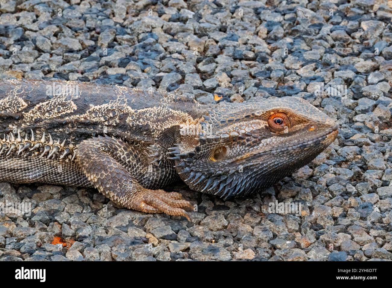 Close-up of a Central Bearded Dragon (Pogona vitticeps), Queensland ...