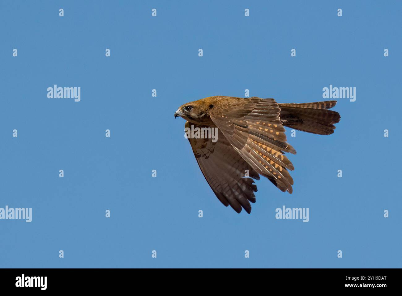 Brown Falcon (Falco berigora) in flight, Queensland, QLD, Australia ...