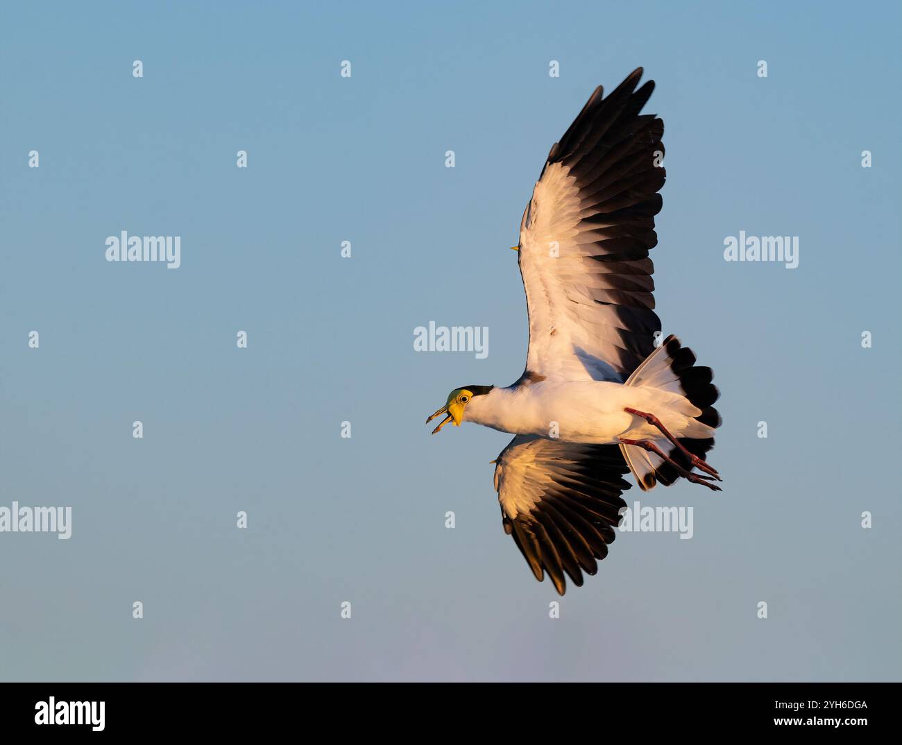 Masked Plover (Vanellus miles) in flight with open wings, Malkumba ...
