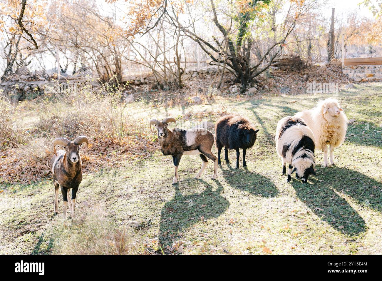 Black, white and spotted sheep with brown rams graze while standing on ...