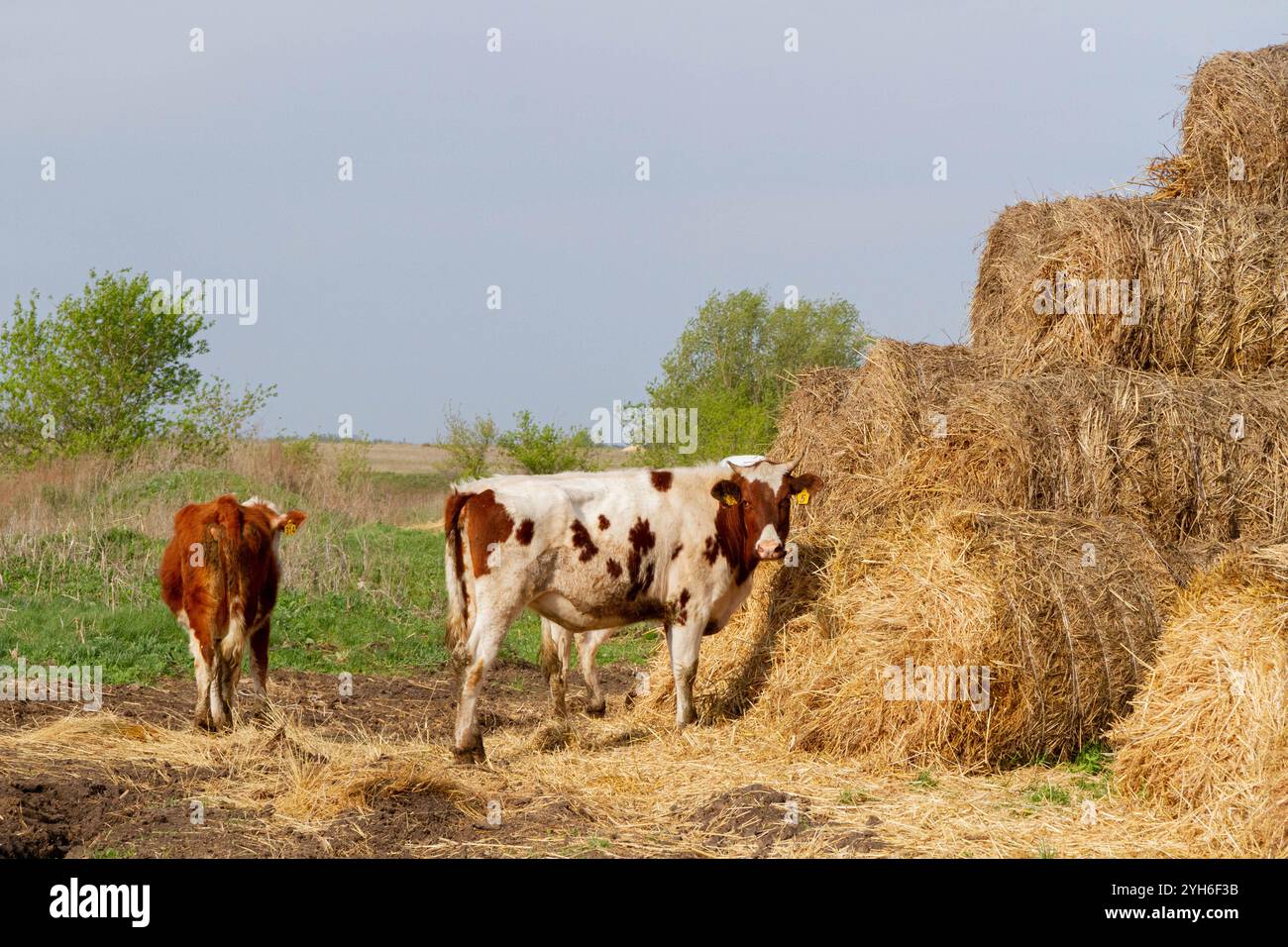 A herd of cows on a farm. Livestock complex. Raising cattle Stock Photo ...