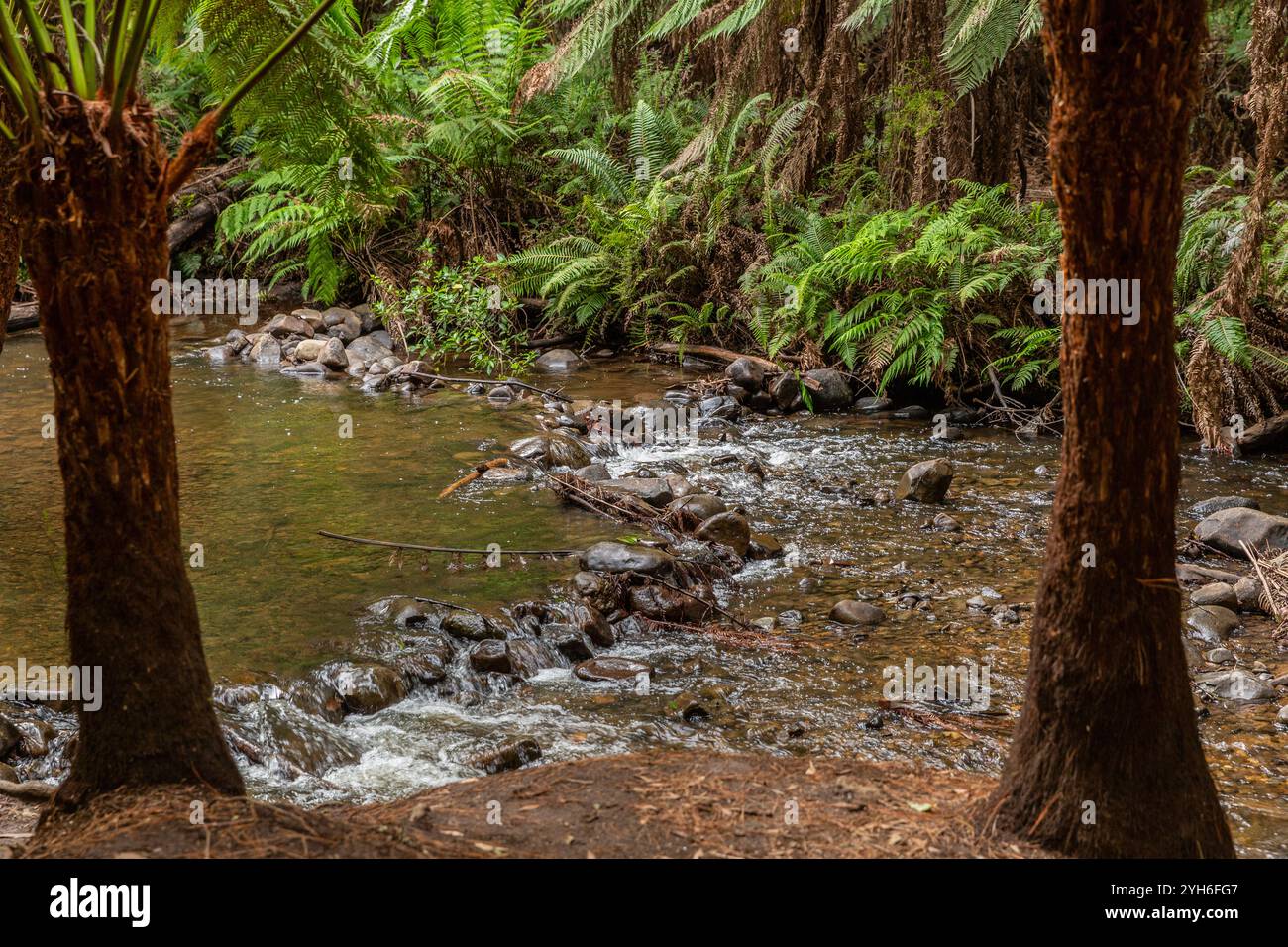 Rainforest in yarra ranges hi-res stock photography and images - Alamy
