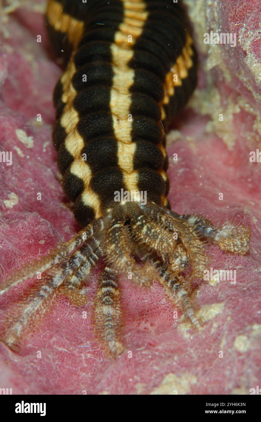 Ticky Snake Sea Cucumber, Opheodesoma australiensis, with feeding ...