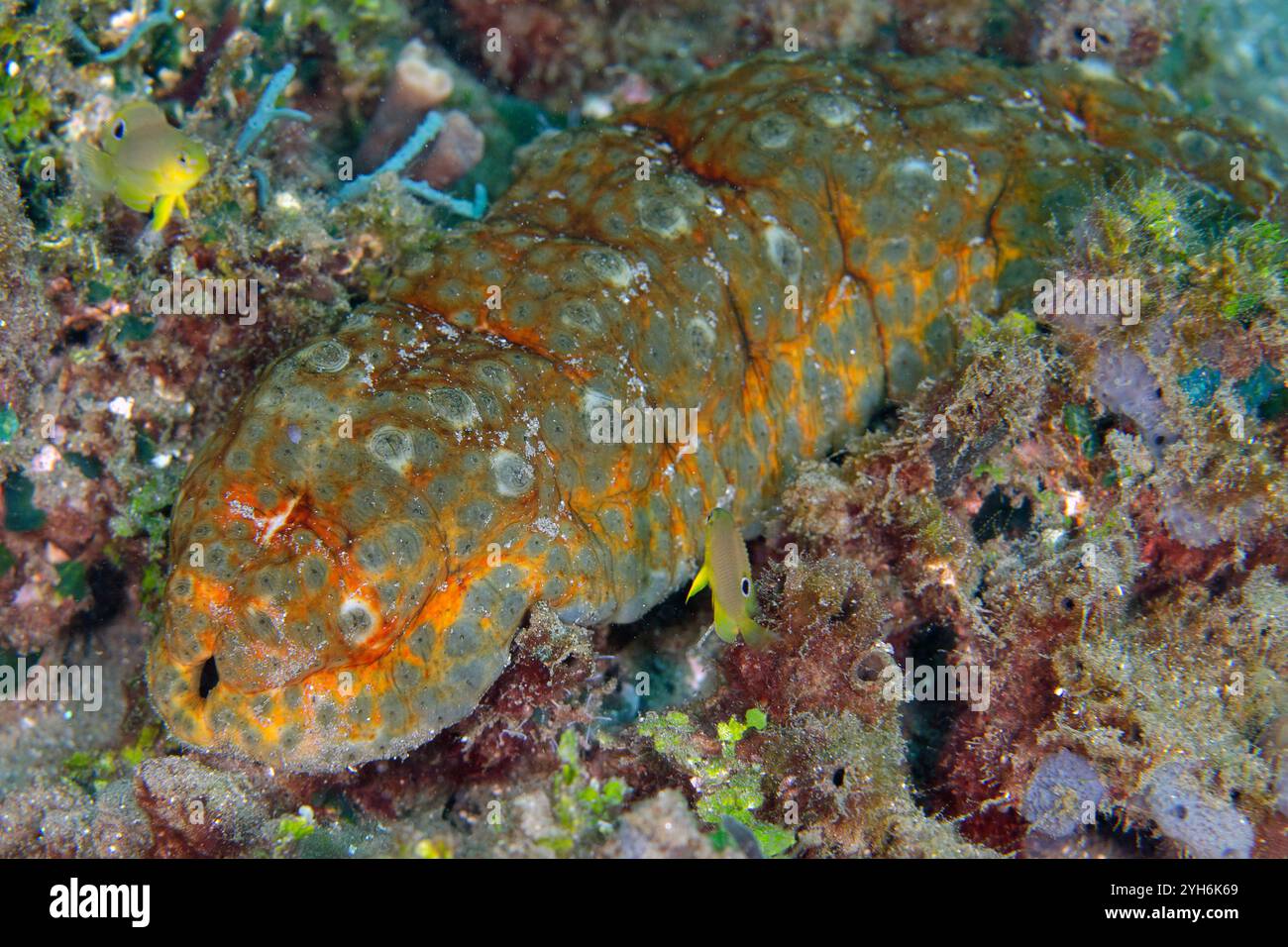 Eye-spotted Sea Cucumber, Stichopus ocellatus, Laha dive site, Ambon ...
