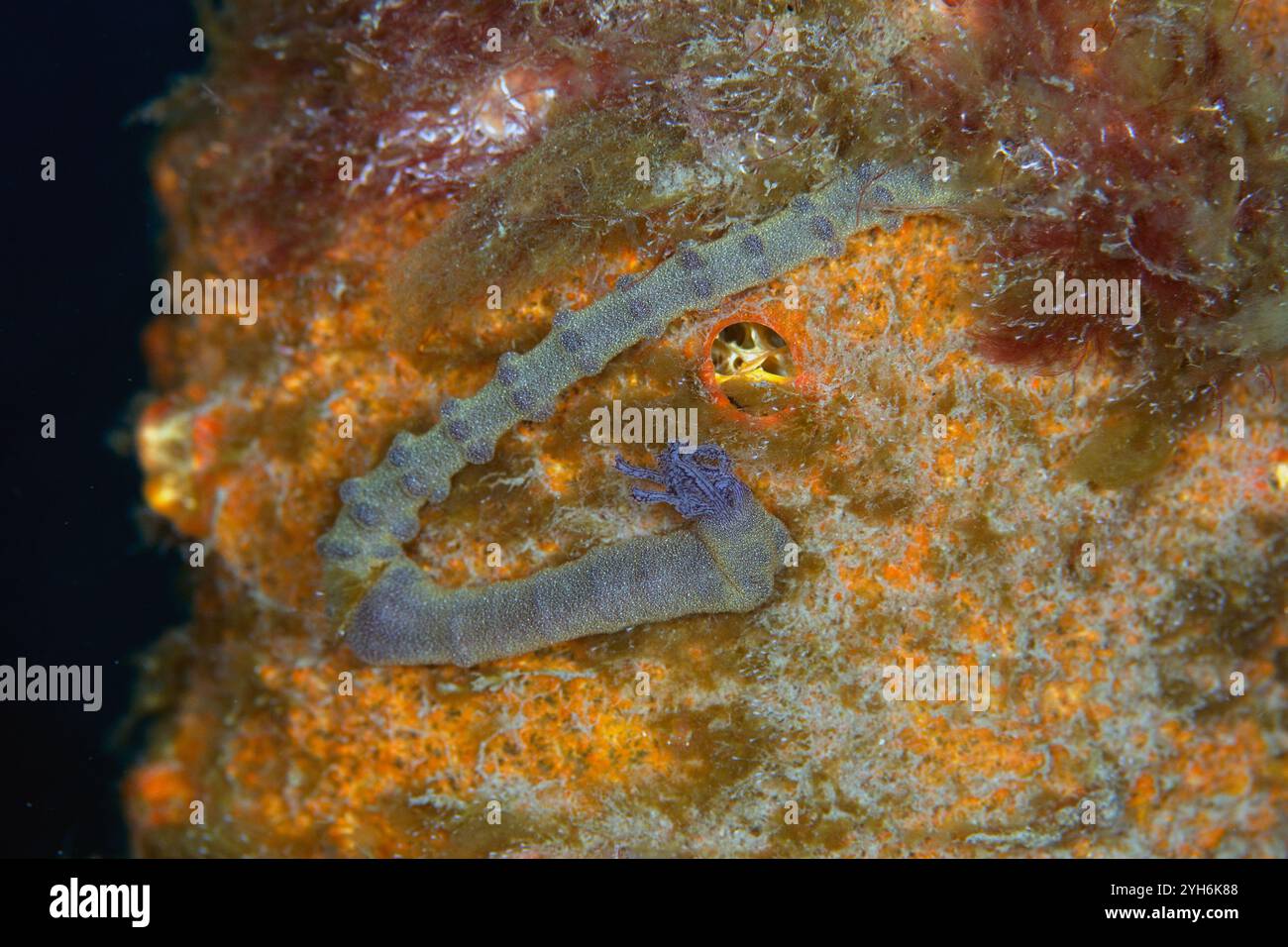 Plakortis hi-res stock photography and images - Alamy