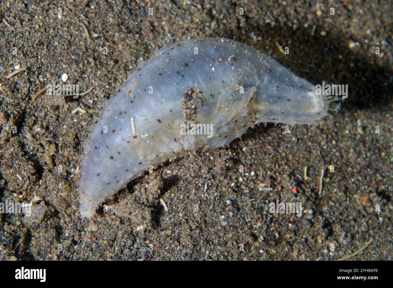 Molpadiida hi-res stock photography and images - Alamy