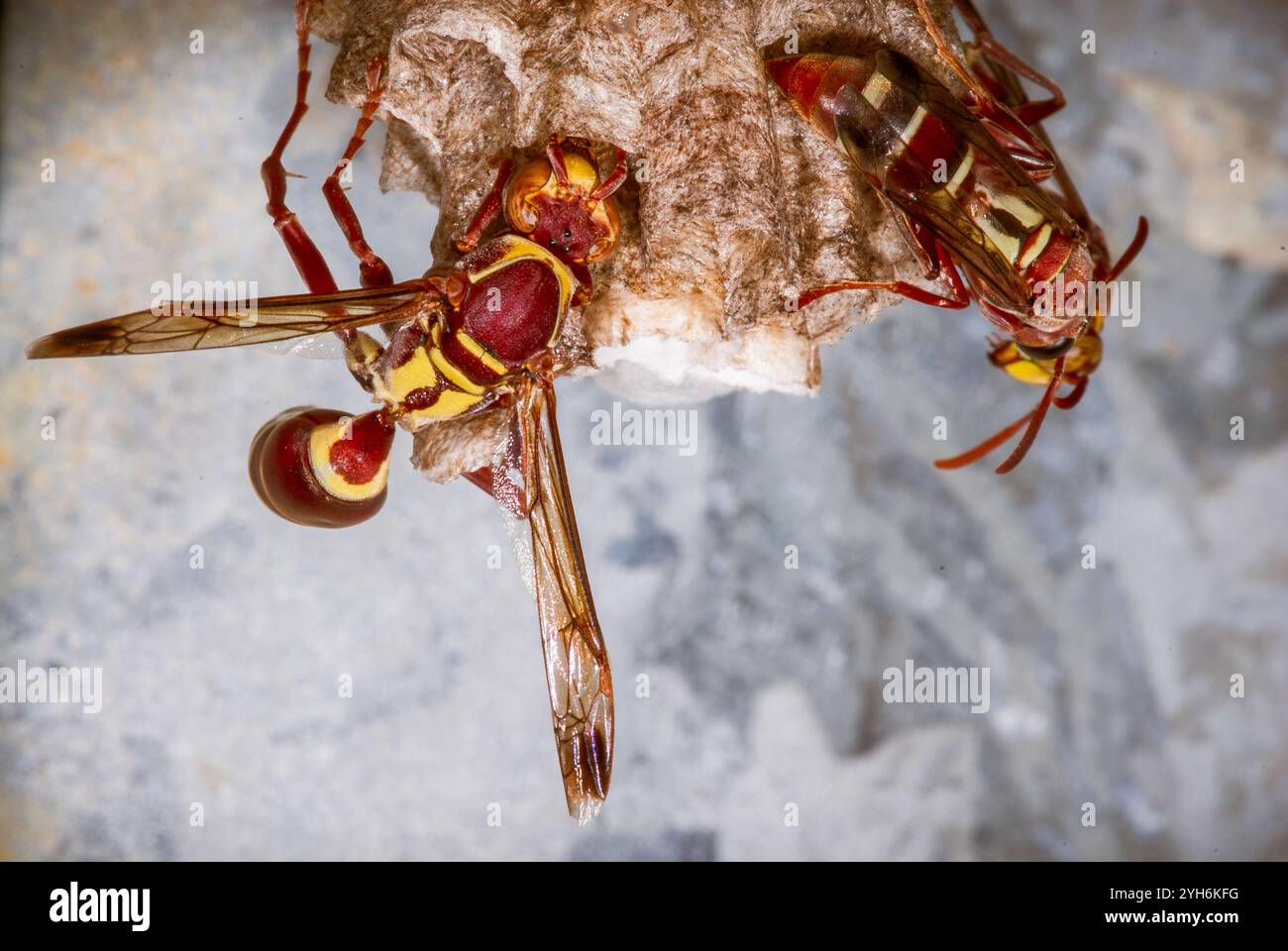 Two paper or umbrella wasps are busying themselves with nest ...