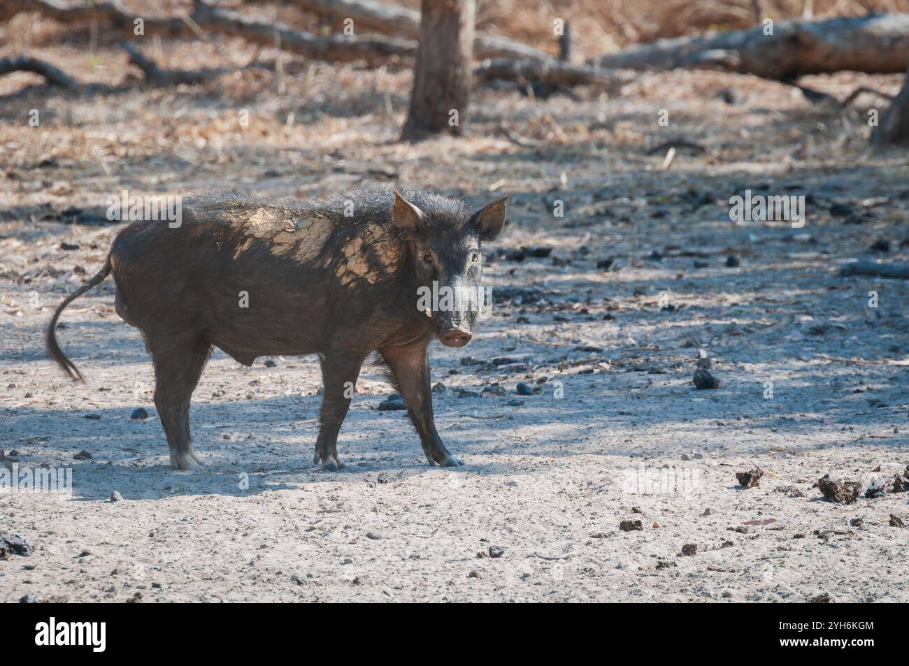 A lone, mud encrusted, razorback boar stands in a dry outback waterhole ...