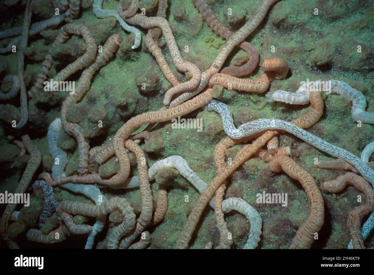 Colony of Sea Cucumbers, Synaptula sp, on Barrel Sponge, Xestospongia ...