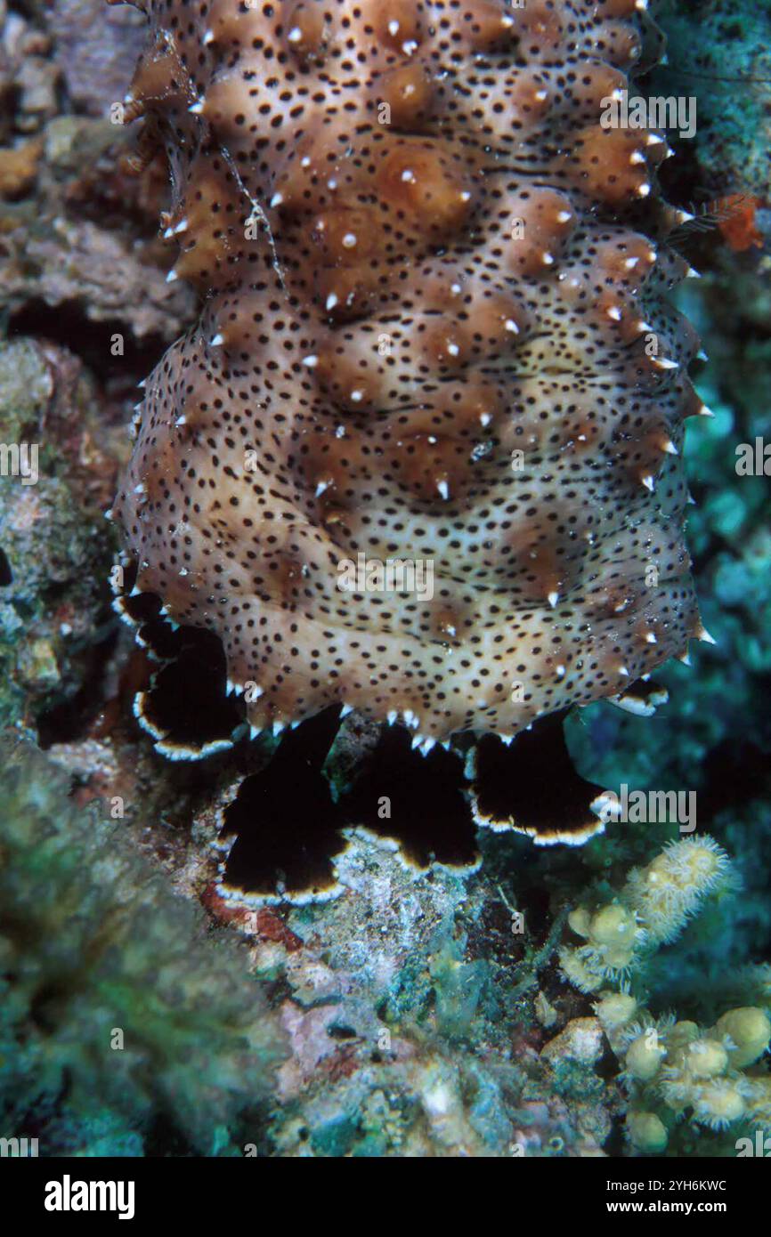 Feeding Graeffe's Sea Cucumber, Pearsonothuria graeffei, Cold Reef dive ...