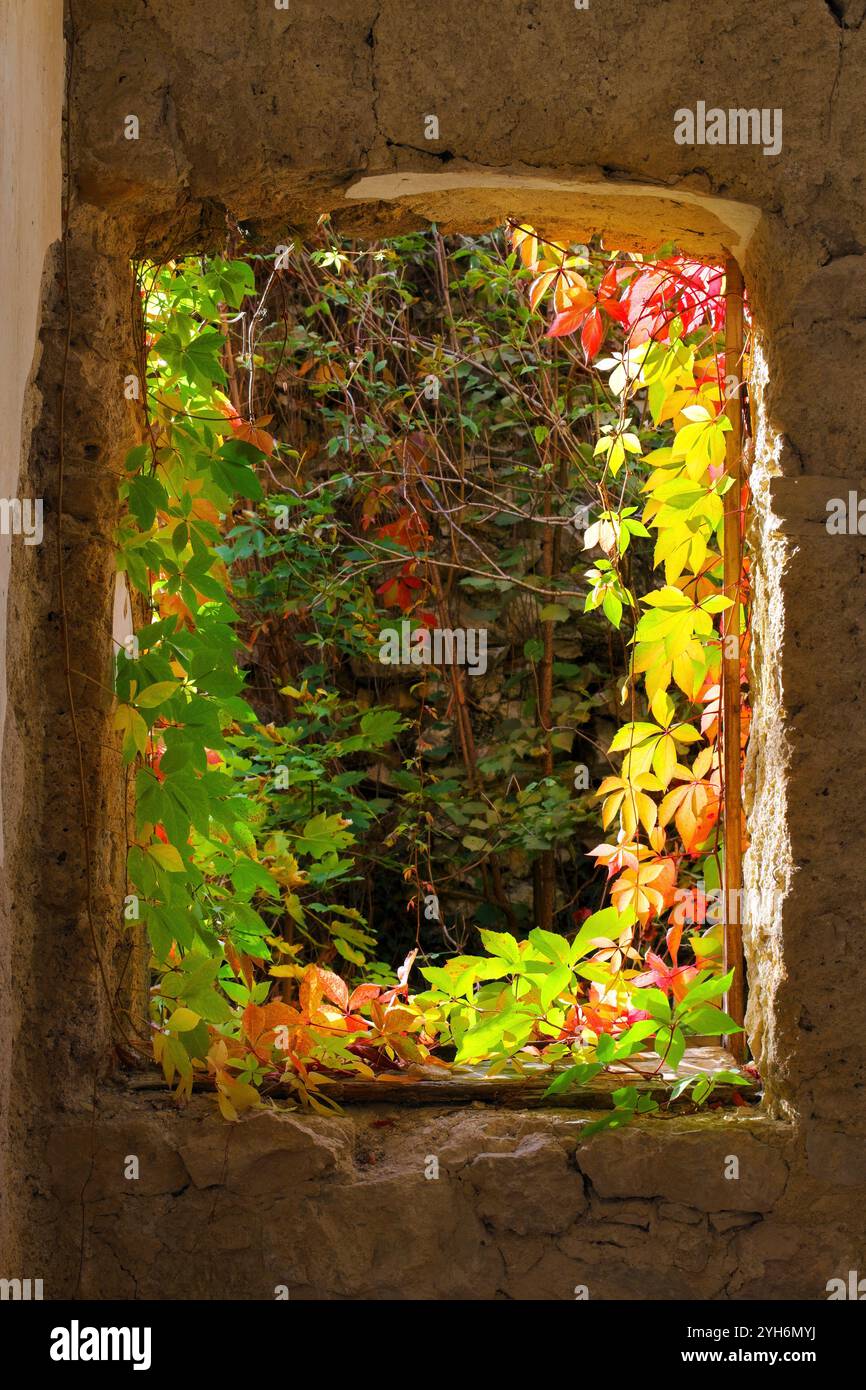 autumnal leaves on decay window, Ostrozac Castle in Bosnia and ...