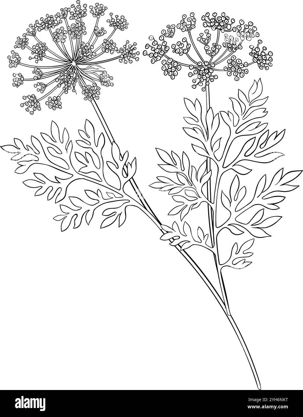 Carrot Seeds with Leaves Outline Illustration Stock Vector Image & Art ...