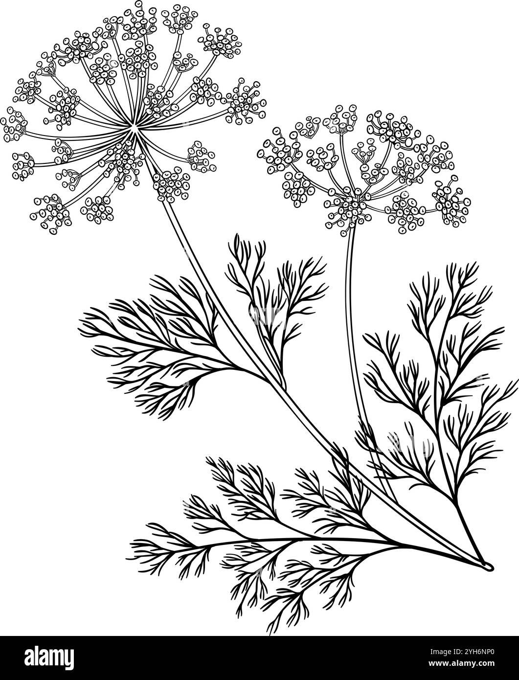 Dill Plant with Flowers Outline Illustration Stock Vector Image & Art ...