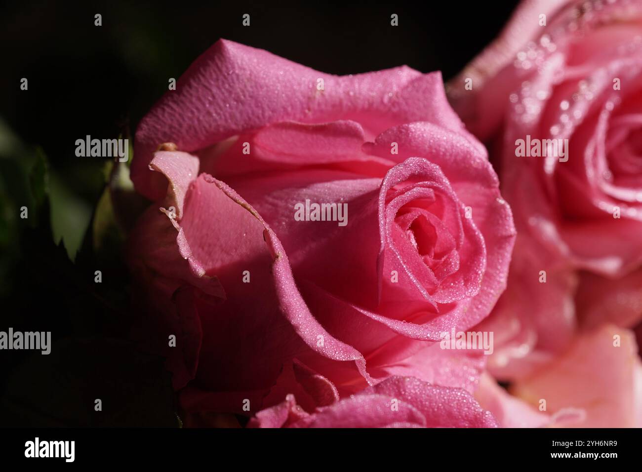 Bunches of pink roses hi-res stock photography and images - Alamy
