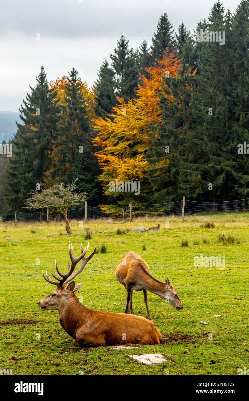 An autumn cycle tour through the Thuringian Forest on the Mommelstein ...