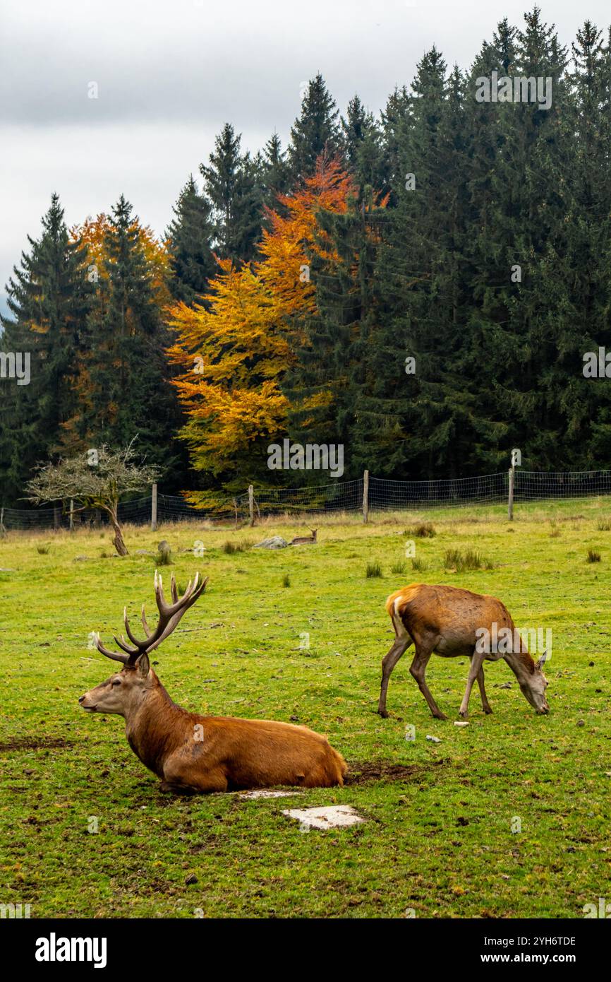 An autumn cycle tour through the Thuringian Forest on the Mommelstein ...