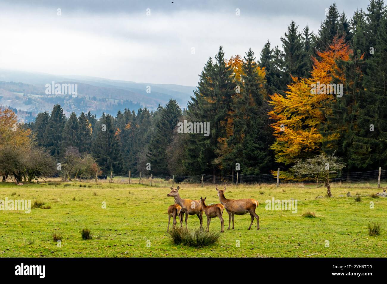 An autumn cycle tour through the Thuringian Forest on the Mommelstein ...