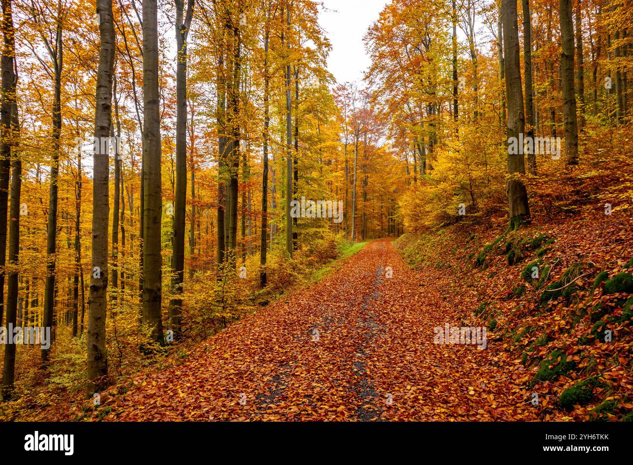 An autumn cycle tour through the Thuringian Forest on the Mommelstein ...