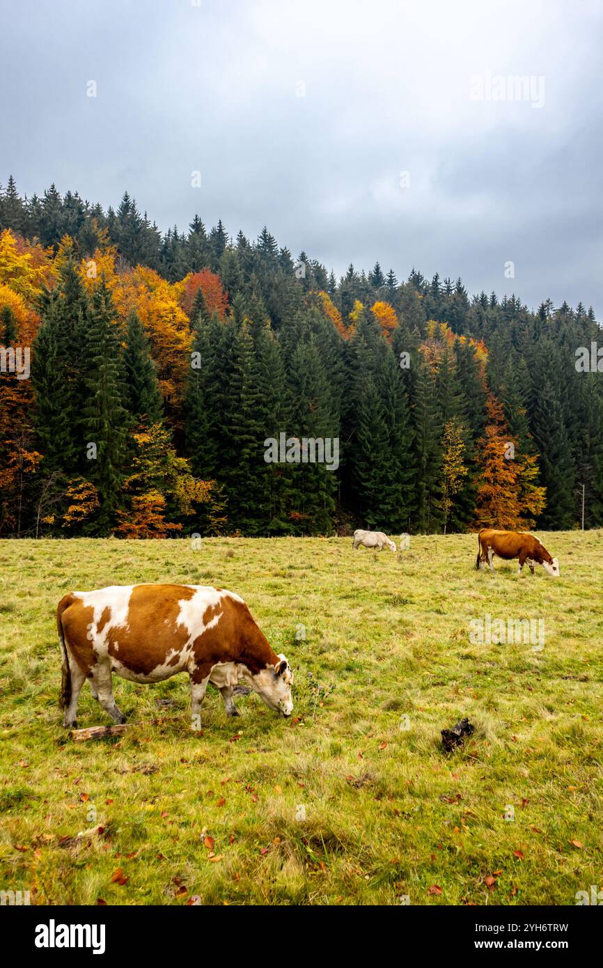 An autumn cycle tour through the Thuringian Forest on the Mommelstein ...