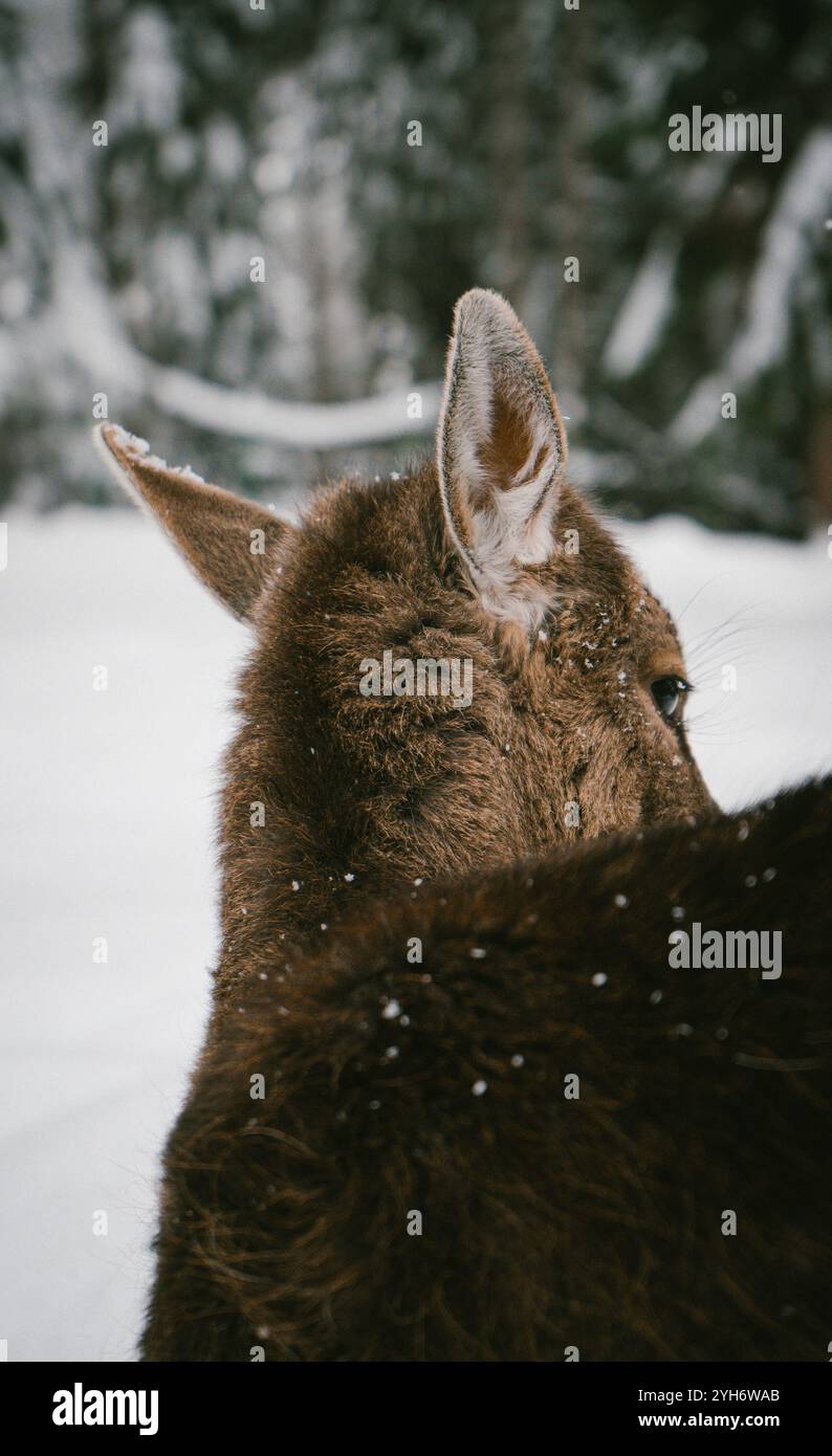 Young Deer Exploring Snow in Stock Photo - Alamy