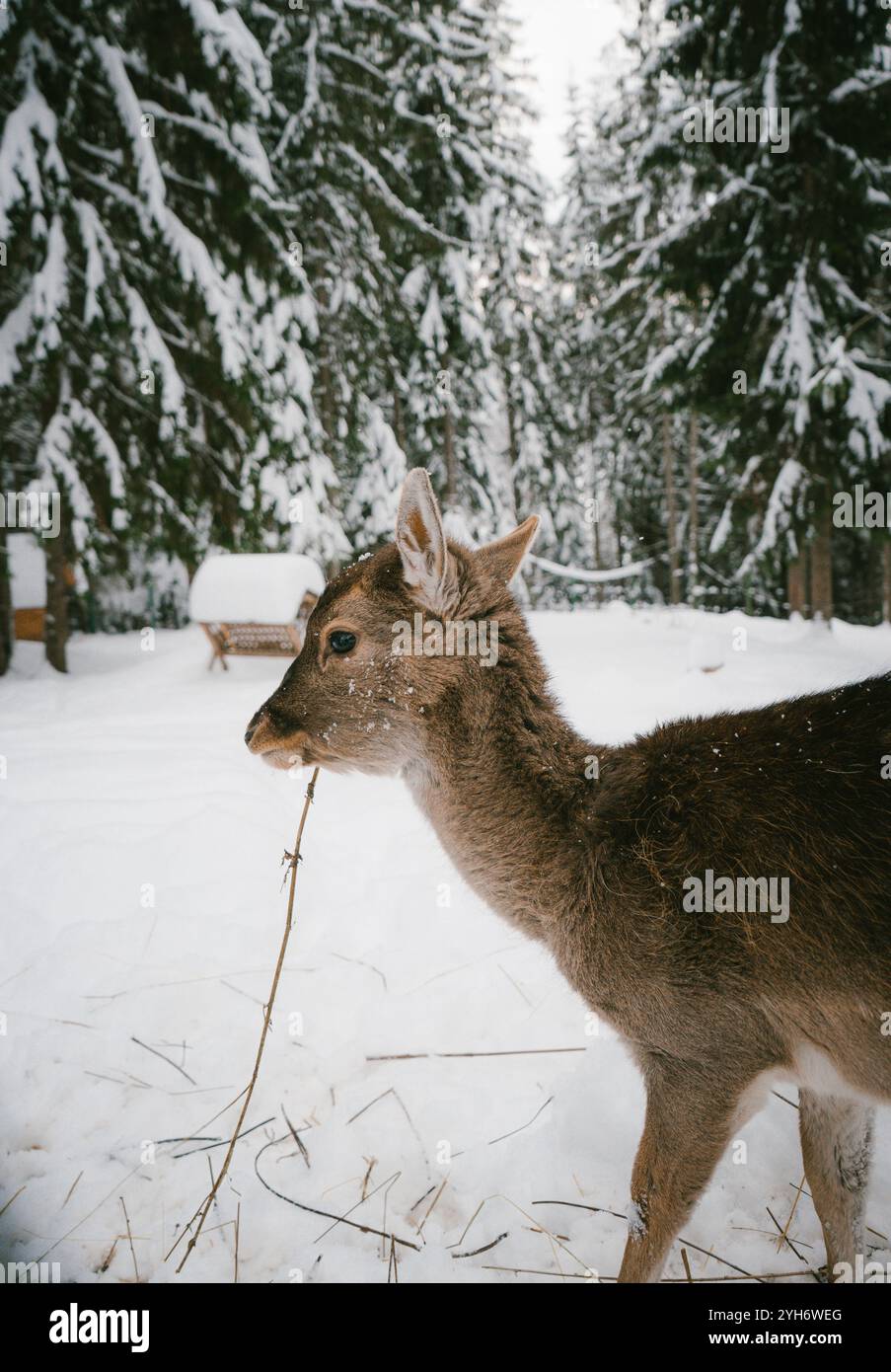 Young Deer Exploring Snow in Stock Photo - Alamy