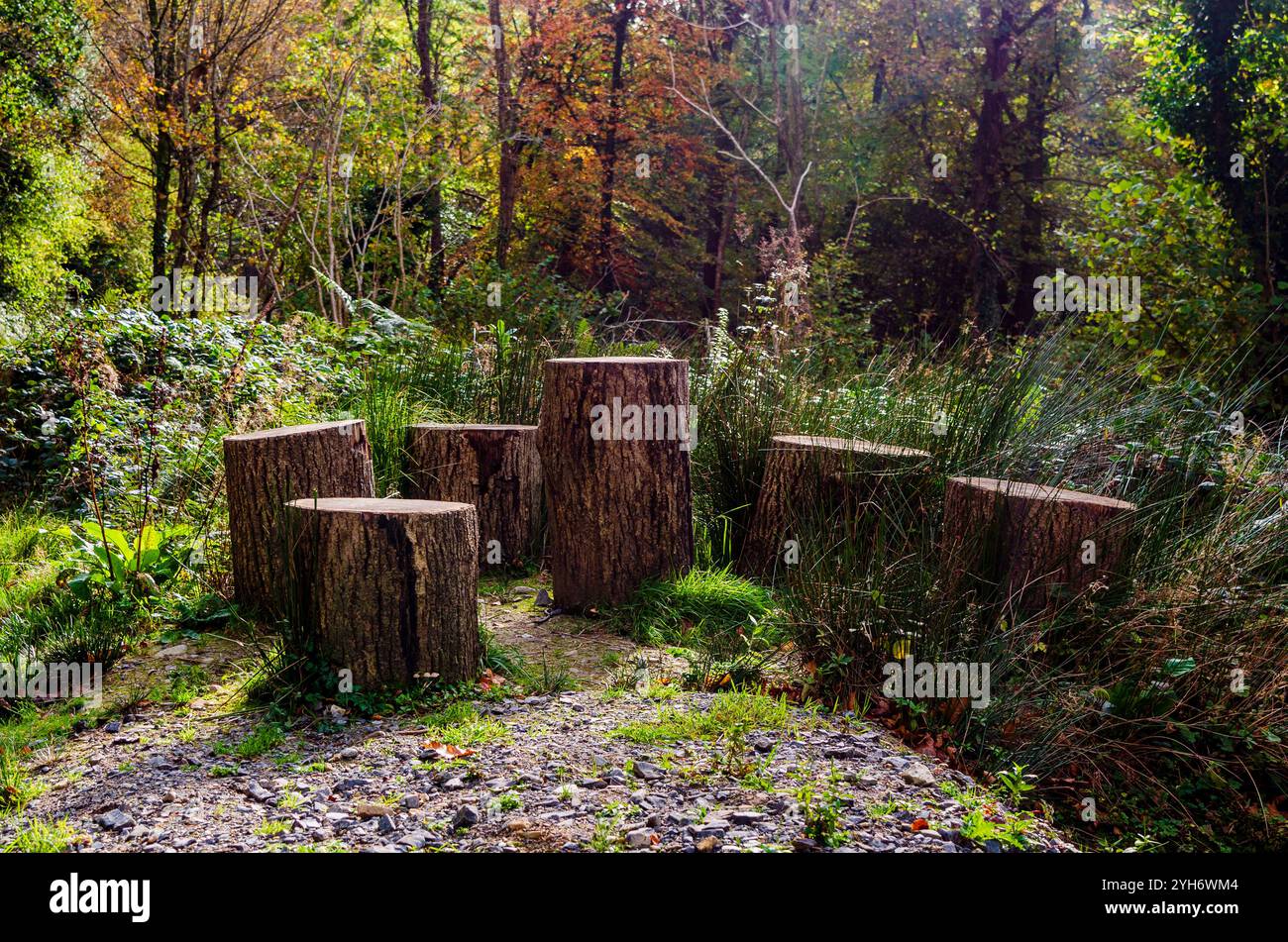Cut tree stumps used as resting places for tired walkers Stock Photo ...