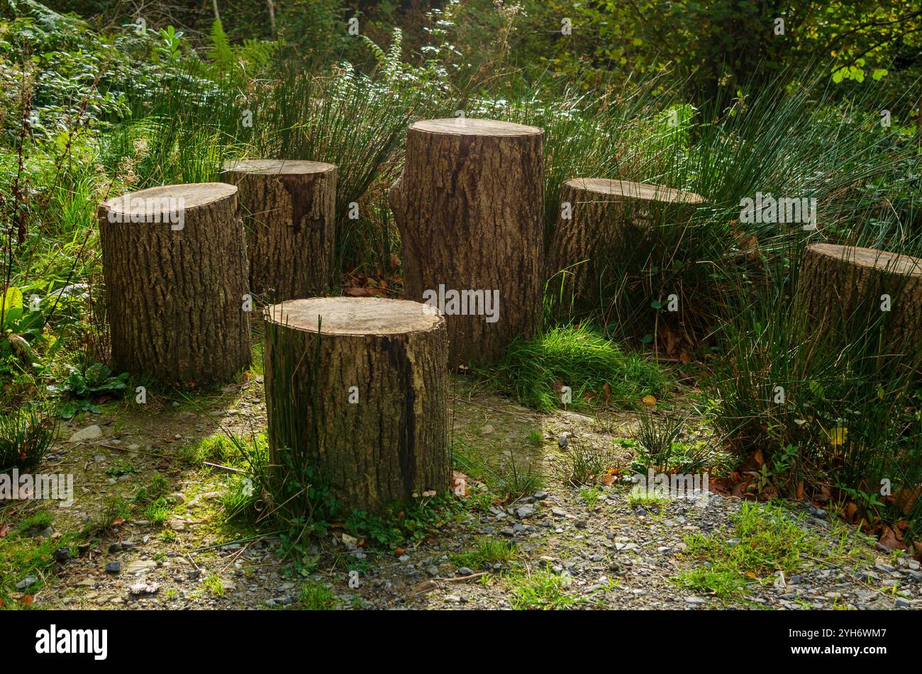 Cut tree stumps used as resting places for tired walkers Stock Photo ...