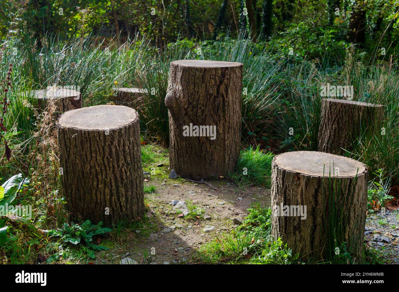 Cut tree stumps used as resting places for tired walkers Stock Photo ...