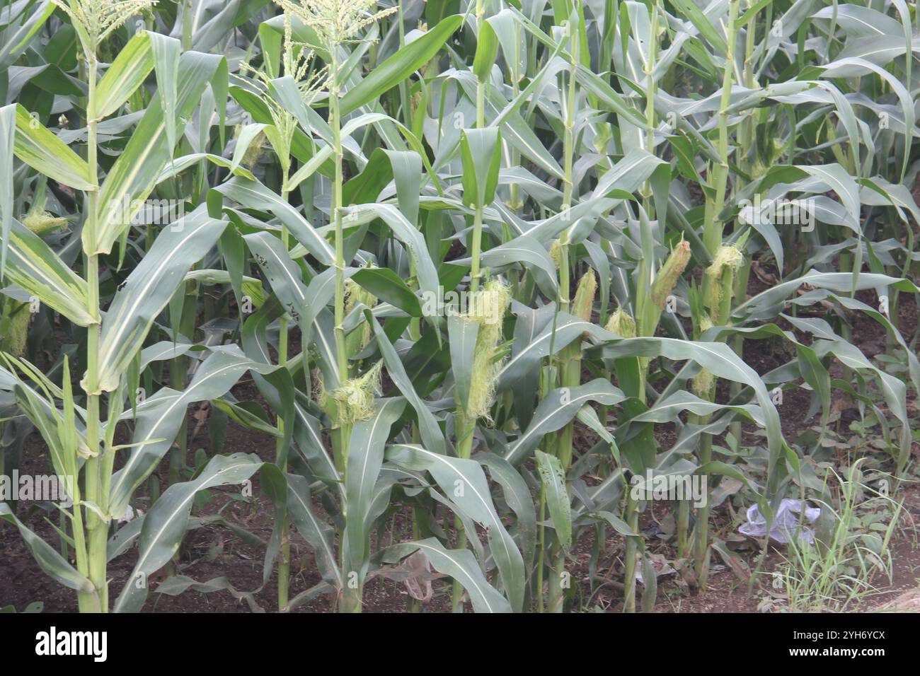 corn tree that will soon bear fruit Stock Photo - Alamy