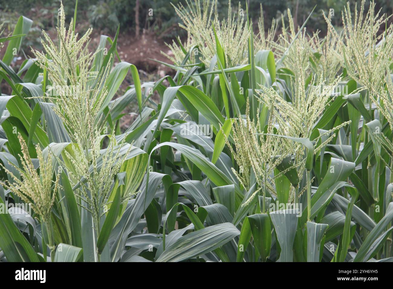 How is the corn tree hi-res stock photography and images - Alamy