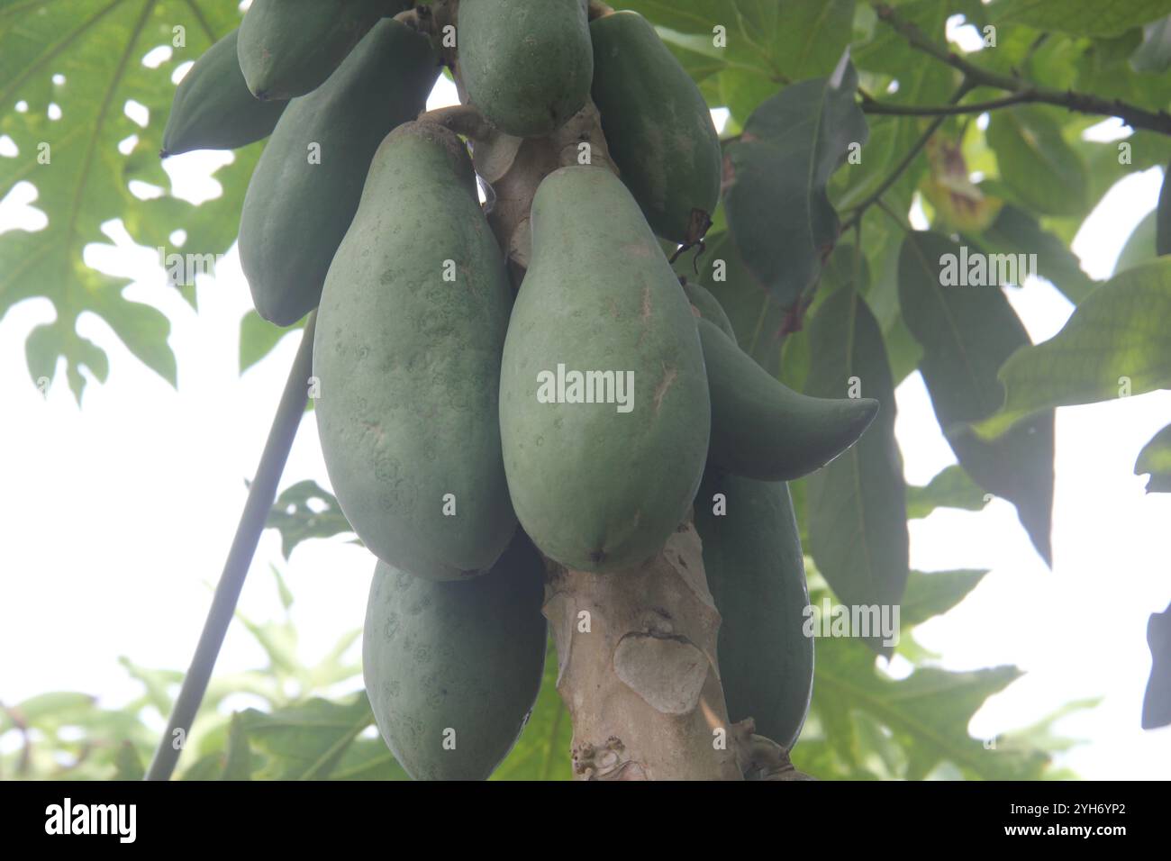 green papaya on the tree Stock Photo - Alamy