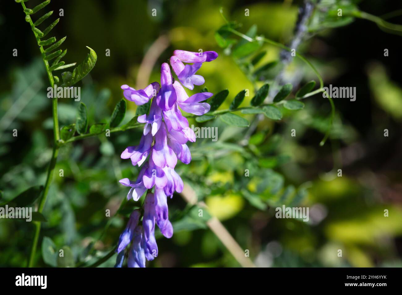 Vetch, vicia cracca valuable honey plant, fodder, and medicinal plant ...