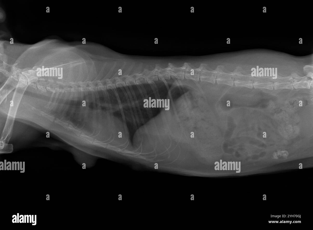 X-ray of an old cat with cancer before surgery, veterinary medicine ...