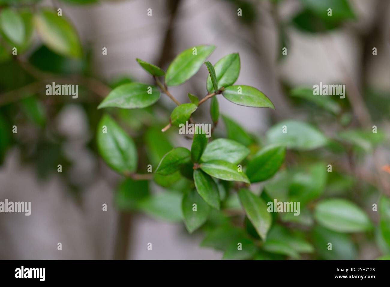 Leaves of Common Myrtle, Myrtus communis. It is native across the ...