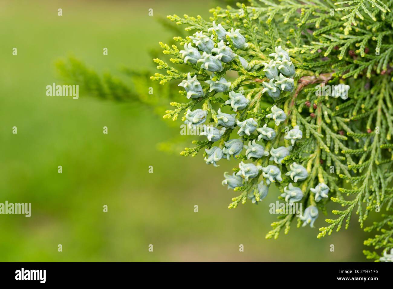 Beautiful branches thuja blue cones hi-res stock photography and images ...