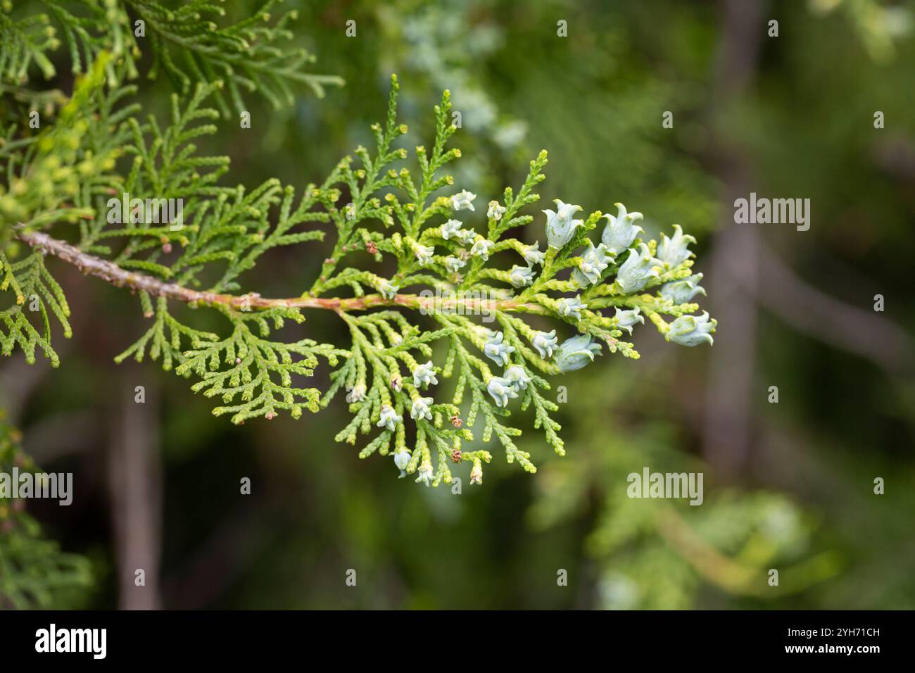 Thuja or cypress green branches with blue, turquoise cones, close-up ...