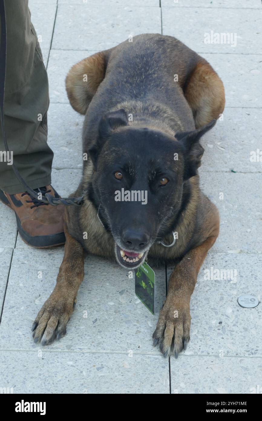 Los Angeles, California, USA 9th November 2024 K-9 Dog at The Los ...