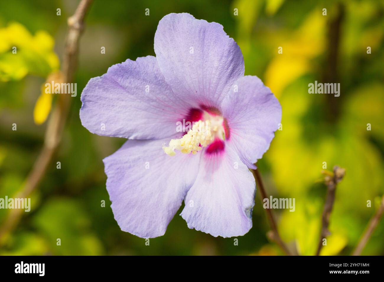 The blue flower of the Syrian hibiscus, also known as the Rose of ...