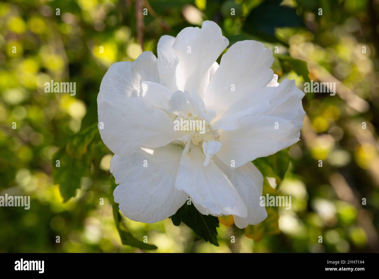 One white flower of hibiscus syriacus plant, commonly known as Korean ...