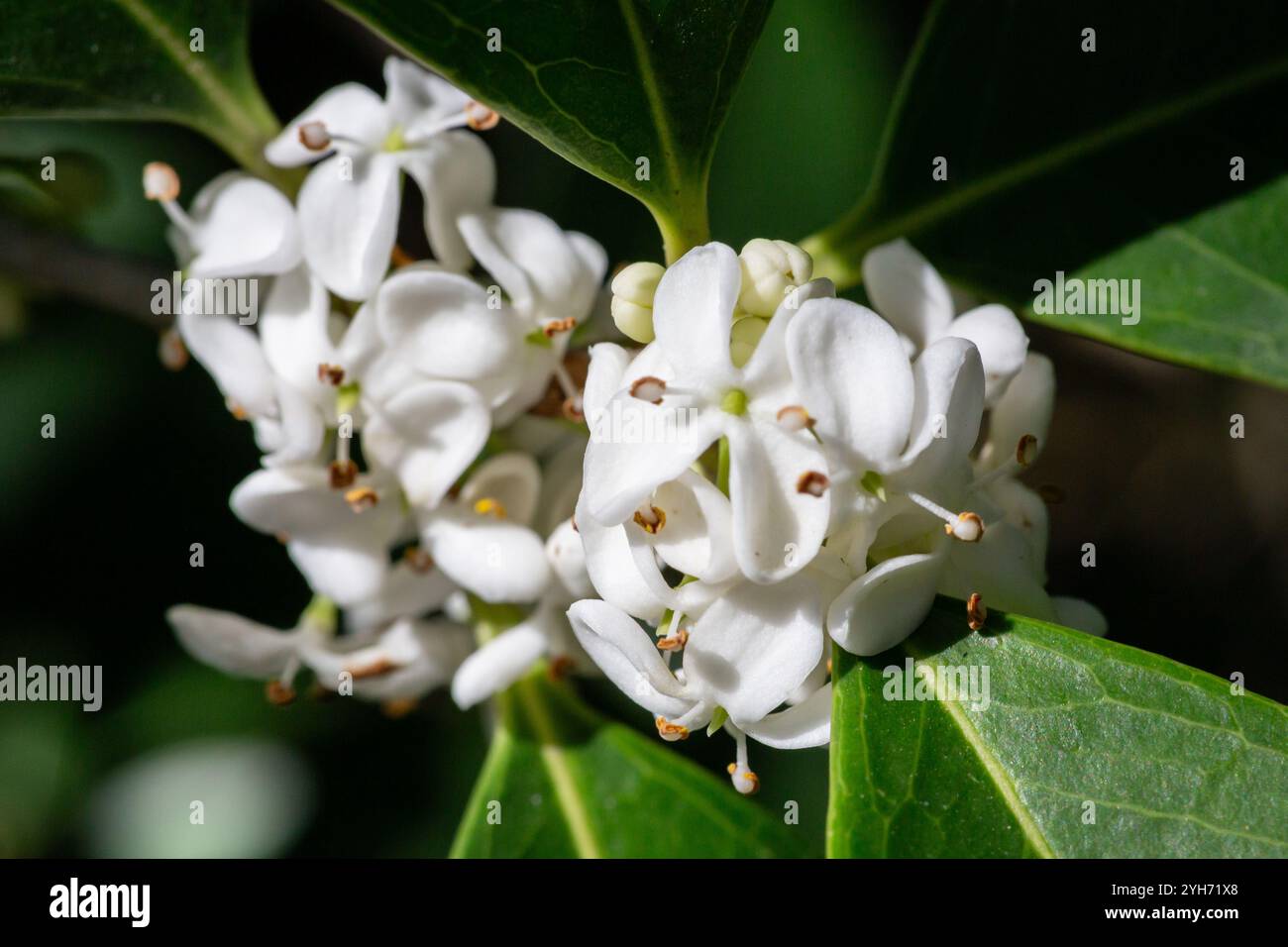 Osmanthus fragrans. Small white flowers on a branch in the garden. The ...