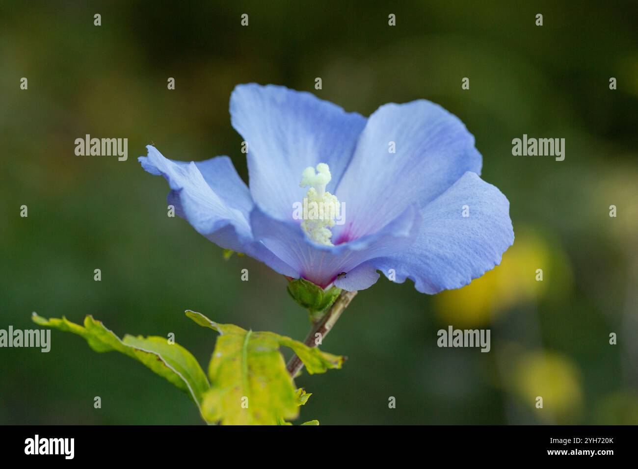 The blue flower of the Syrian hibiscus, also known as the Rose of ...