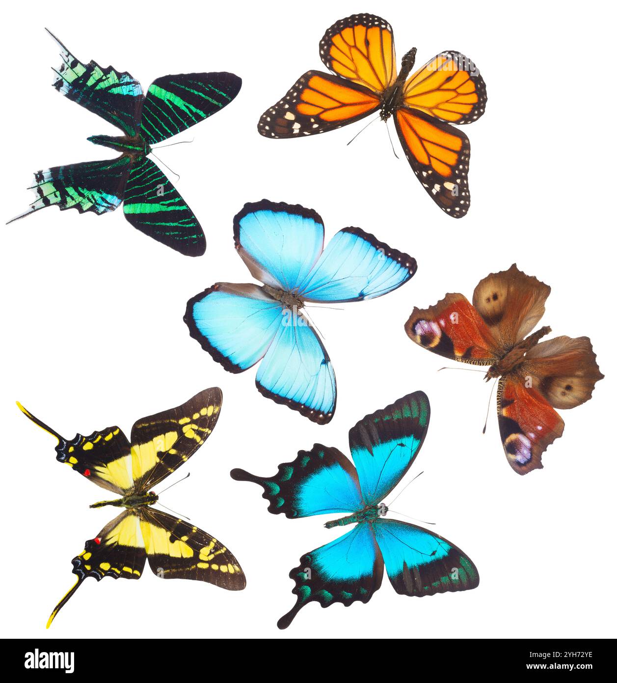 Sea Green Swallowtail butterfly Stock Photo - Alamy