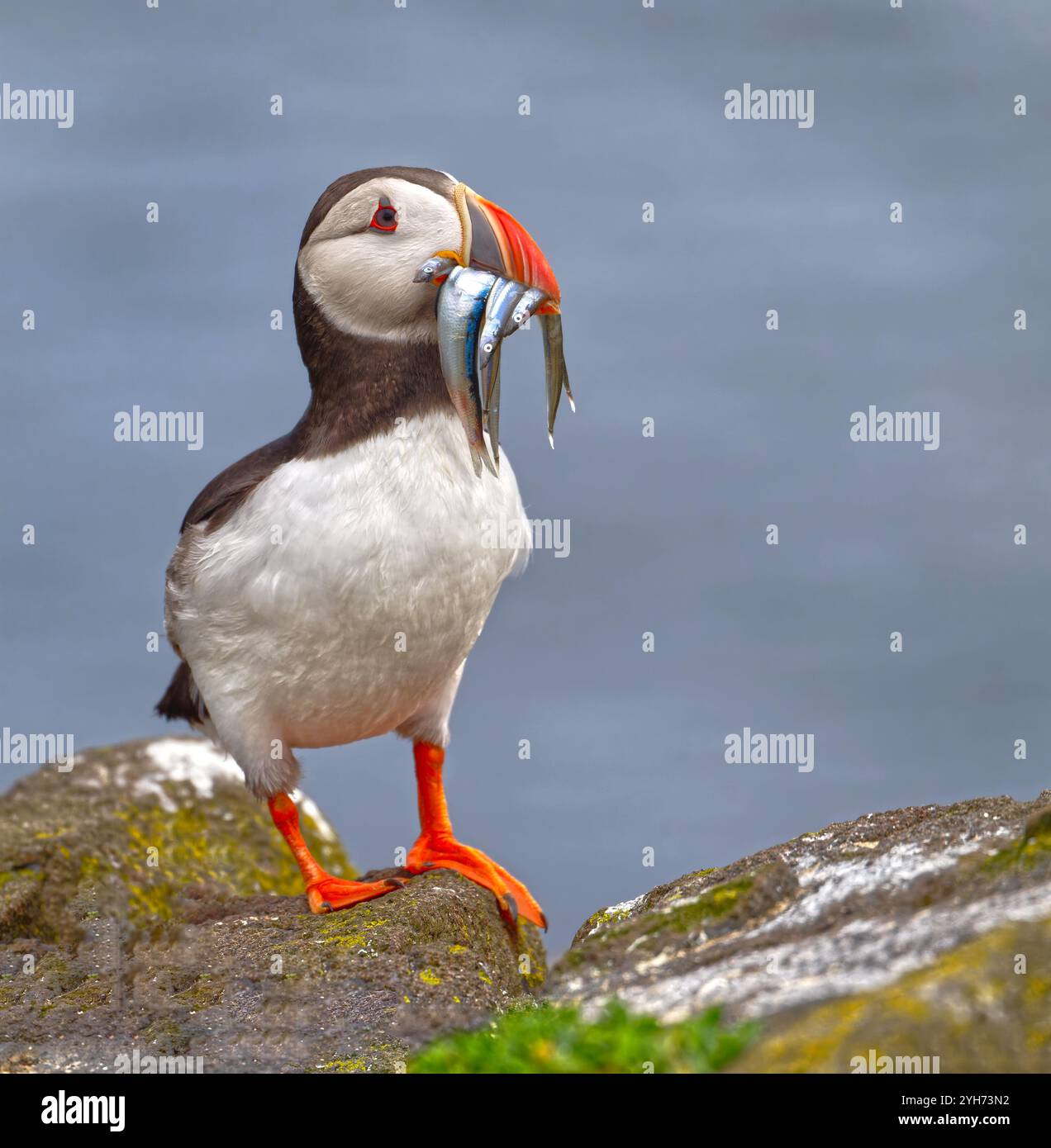 Puffin auk two hi-res stock photography and images - Alamy