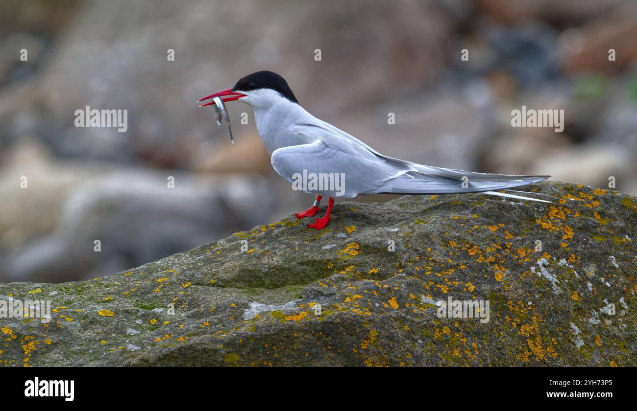Slender arctic tern hi-res stock photography and images - Alamy