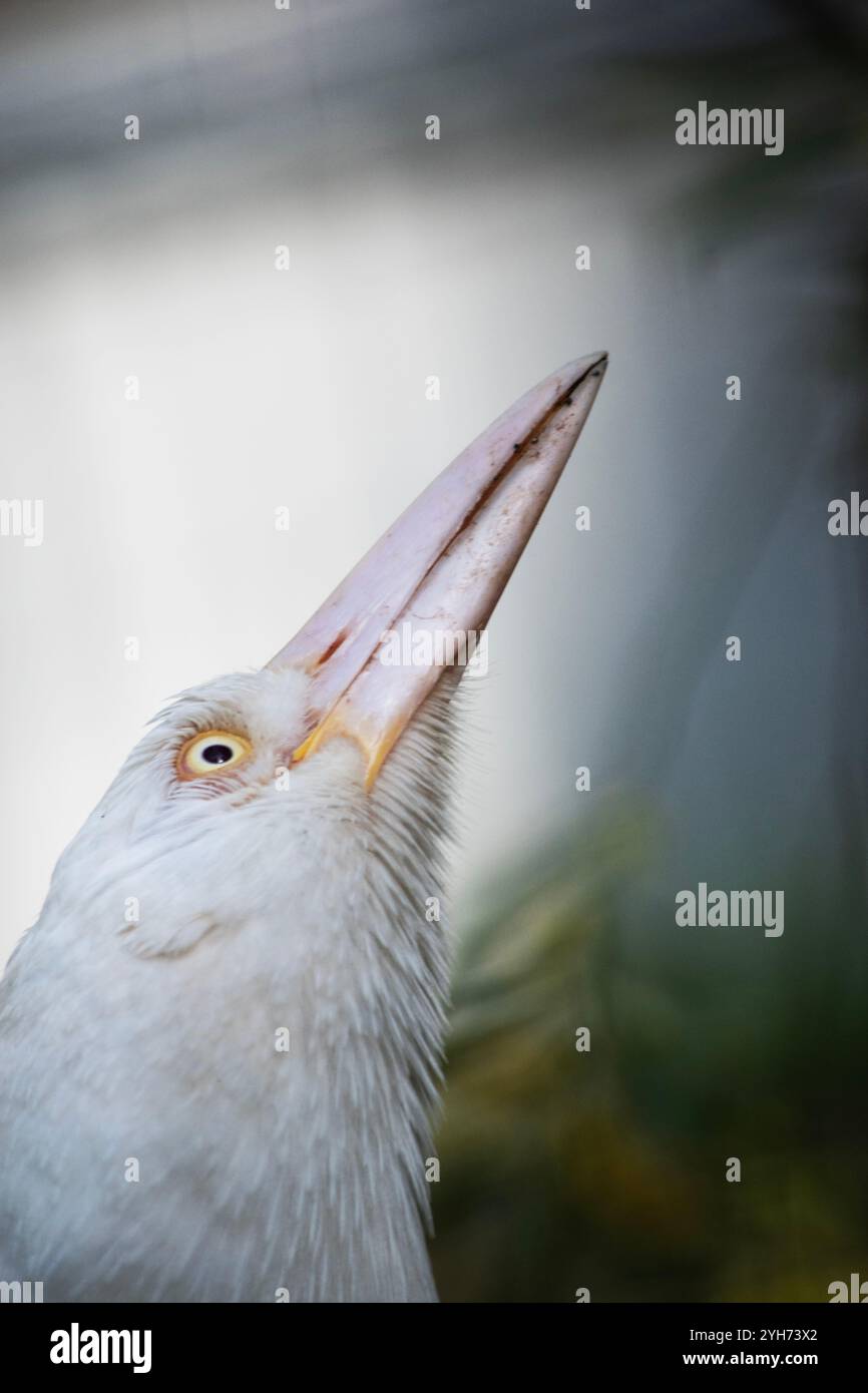 the albino magpie is all white Stock Photo - Alamy