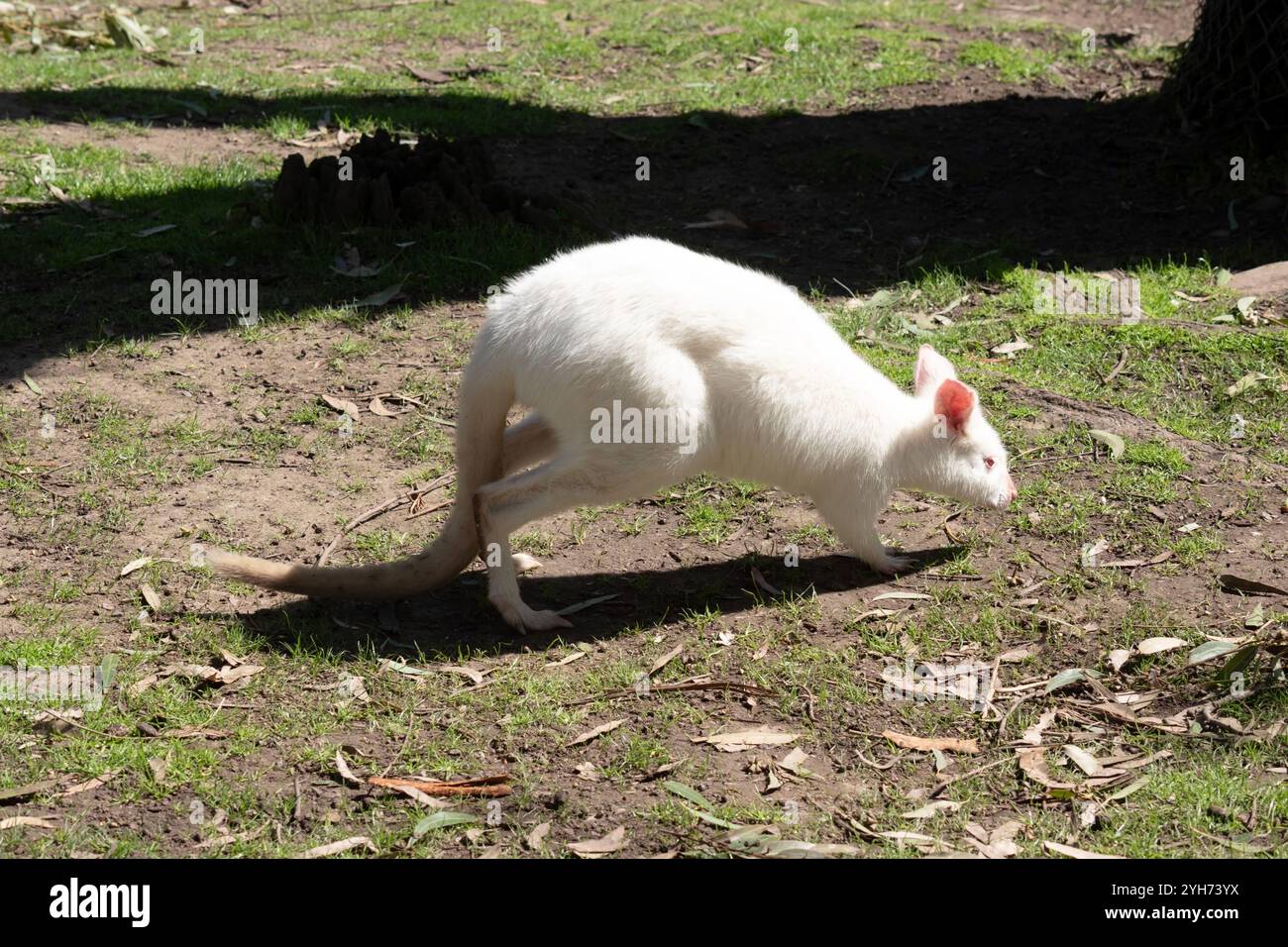 The albino wallaby has a white body with pink ears, nose, eyes and ...