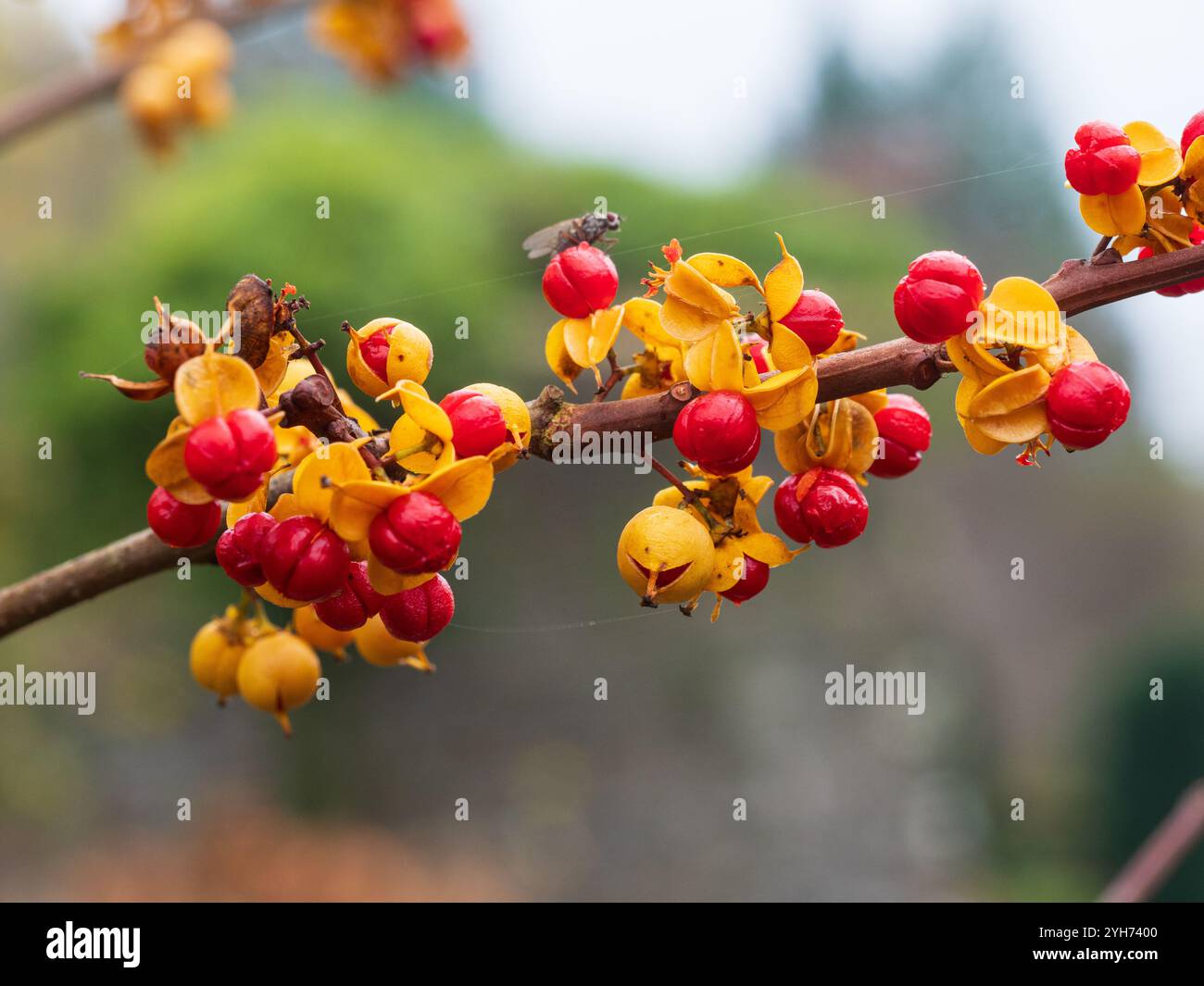 Red autumn seeds in yellow cases of the hardy deciduous twining climber ...