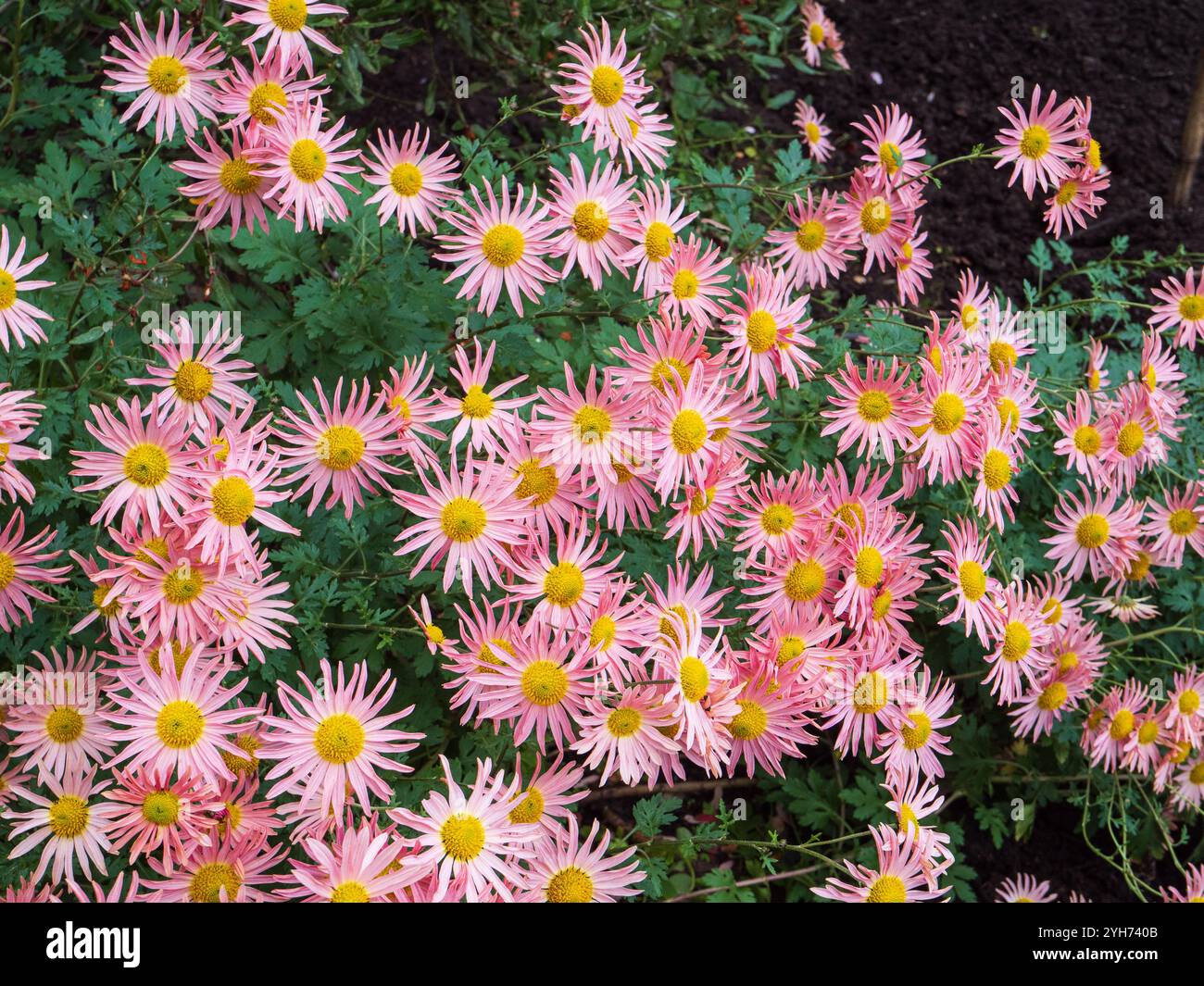 Chrysanthemum zawadskii clara curtis hi-res stock photography and ...